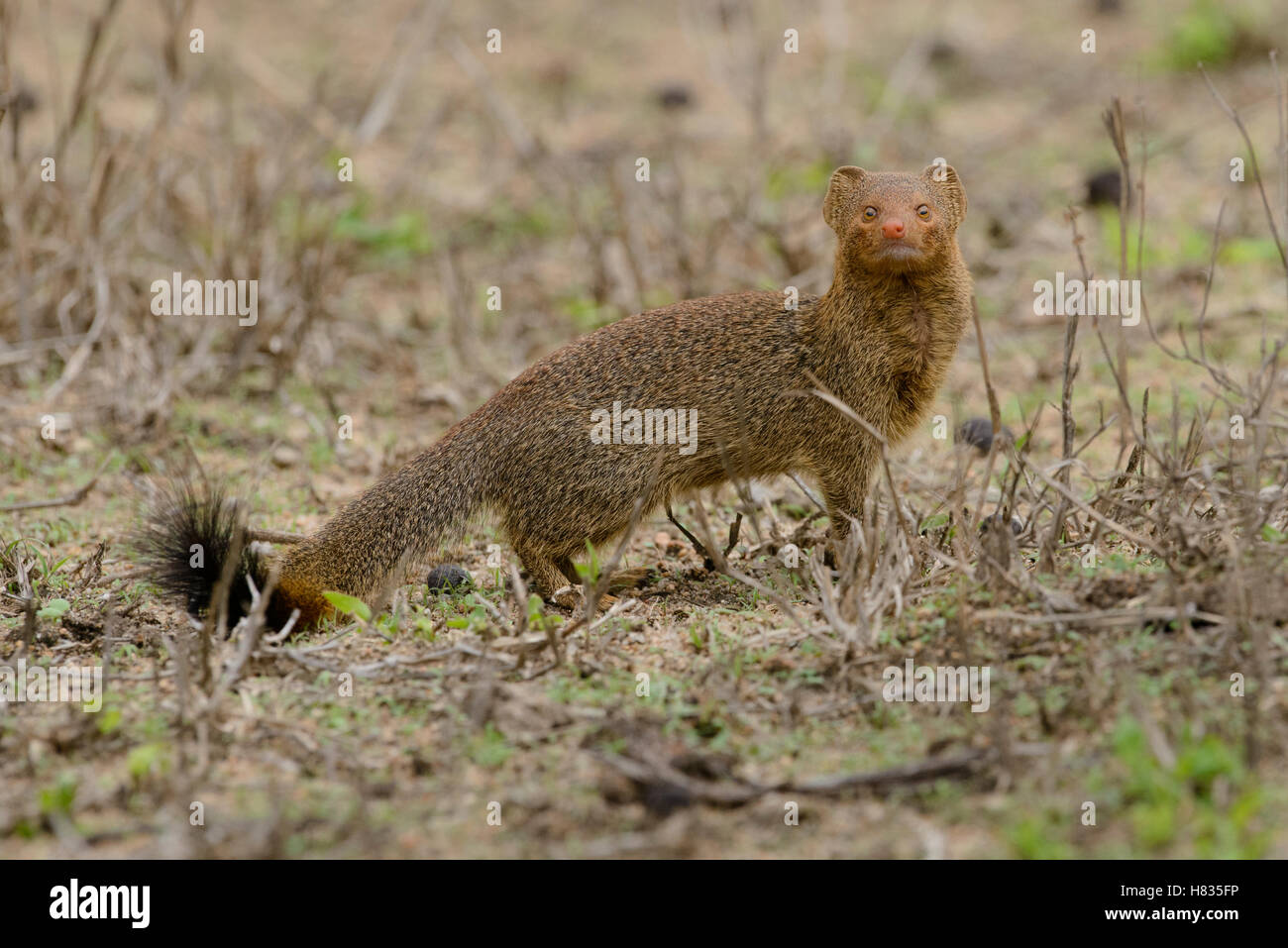 Slender Mongoose (Galerella sanguinea), Kruger National Park, South ...