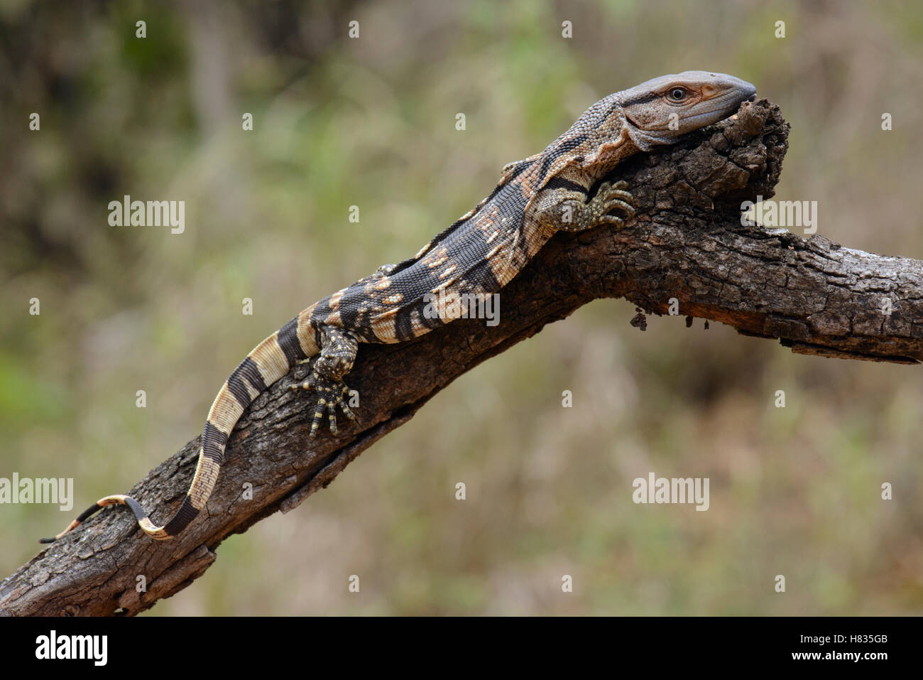 White-throated Monitor (Varanus albigularis) juvenile, Kruger National ...