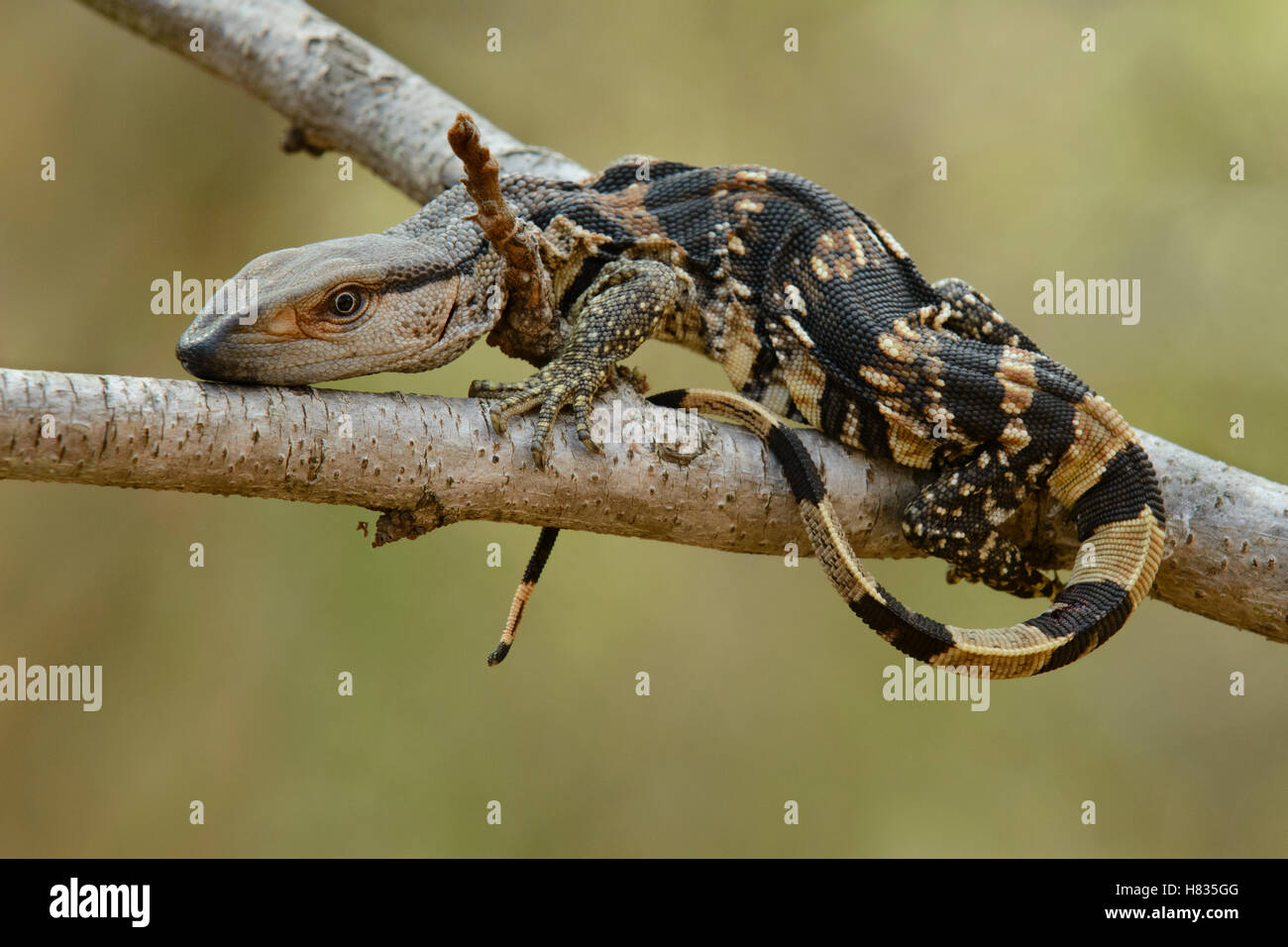 White-throated Monitor (Varanus albigularis) juvenile, Kruger National ...