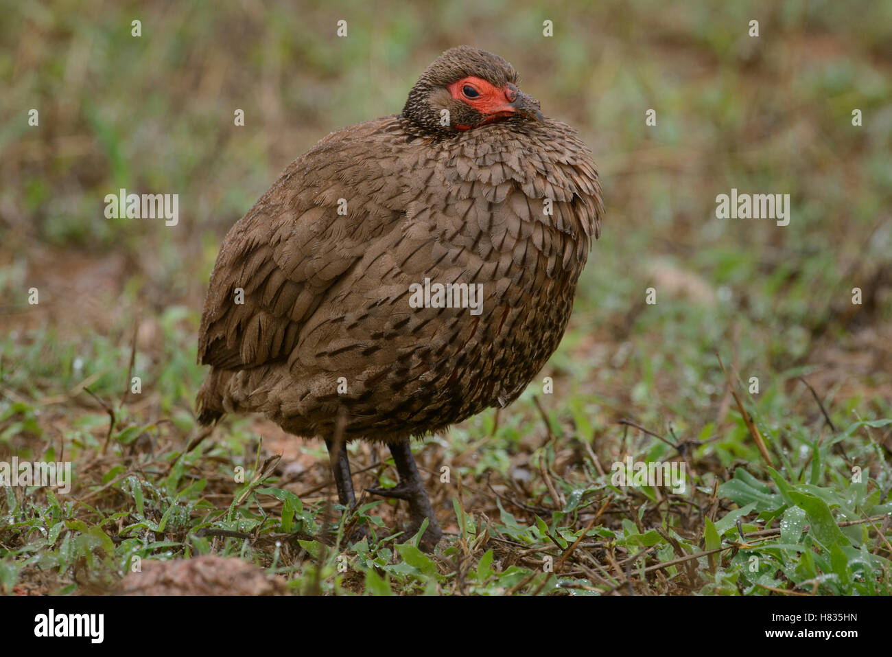 Swainson's Spurfowl (Francolinus swainsonii), Kruger National Park ...