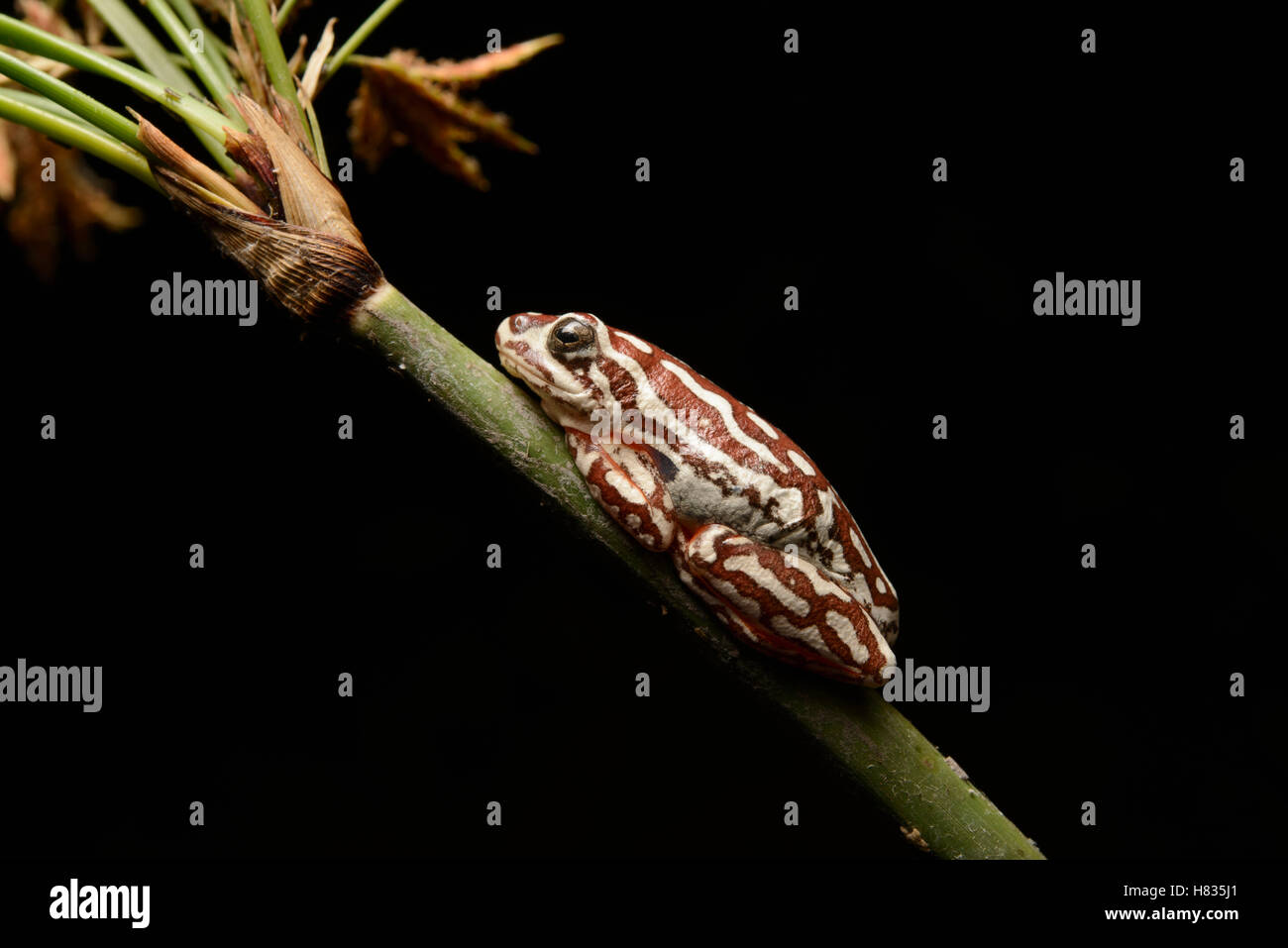 Painted Reed Frog (Hyperolius marmoratus) at night, Okavango Delta ...