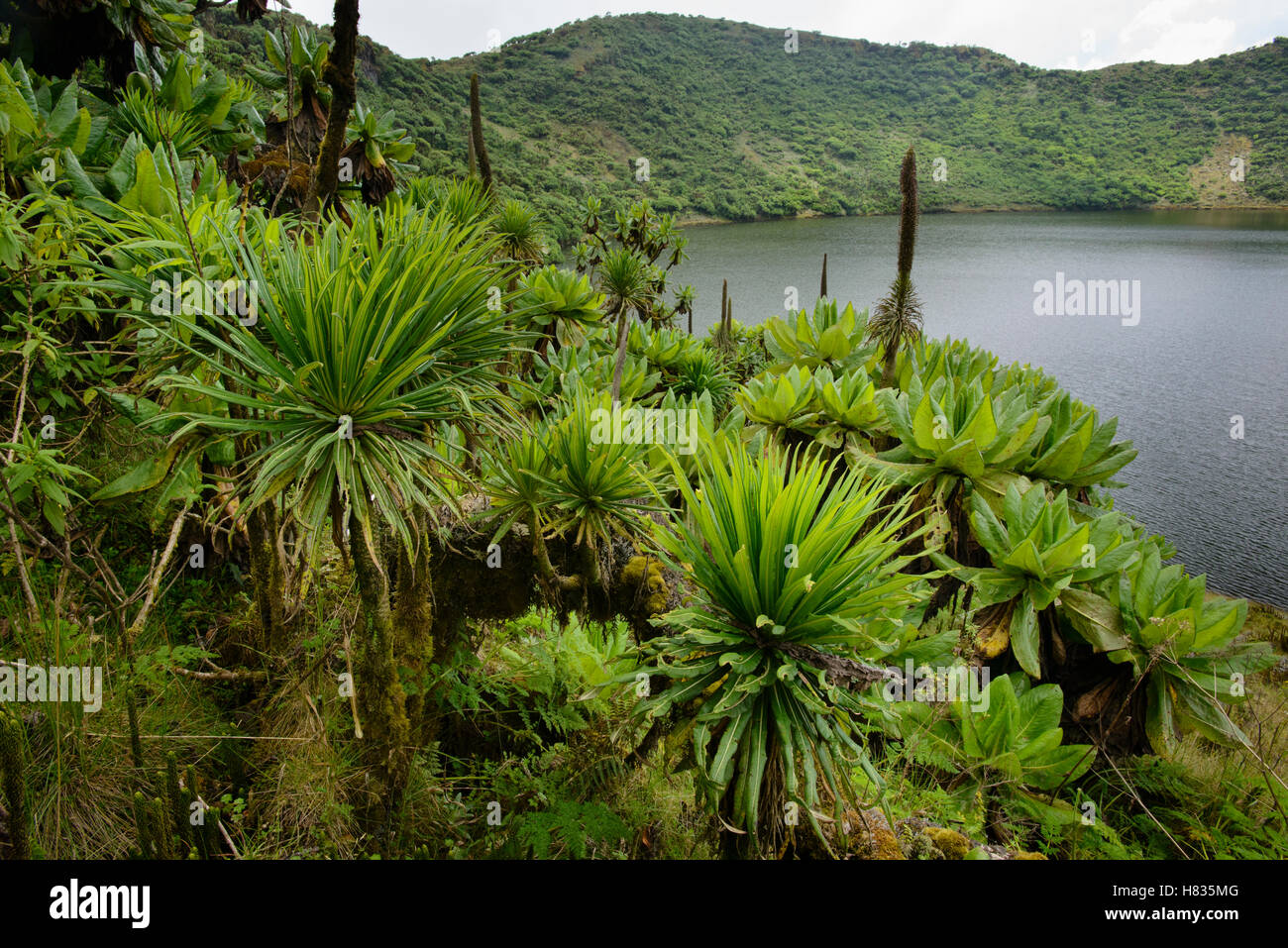 Giant Groundsel (Dendrosenecio erici-rosenii) and Lobelia (Lobelia sp ...