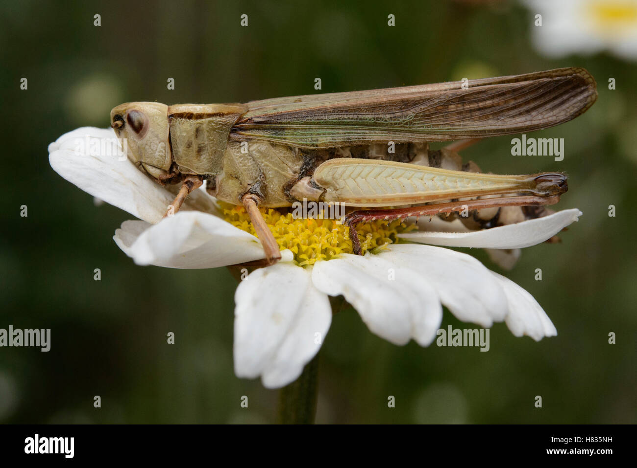 Pyrethrum (Chrysanthemum cinerariaefolium) flower with dead grasshopper ...