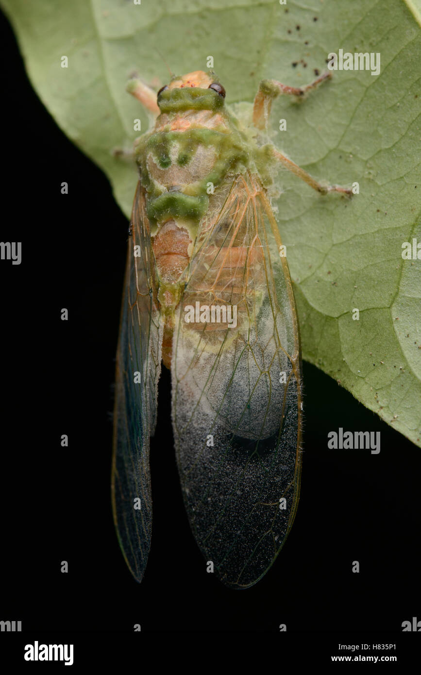 Cicada (Cicadidae) killed by a parasitic fungus, Kibale National ...
