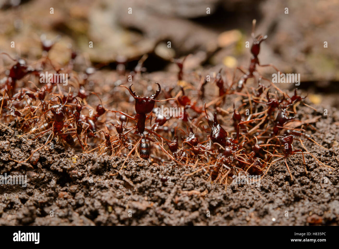 Safari Ant (Dorylus sp) colony with soldiers keeping guard, Kibale ...