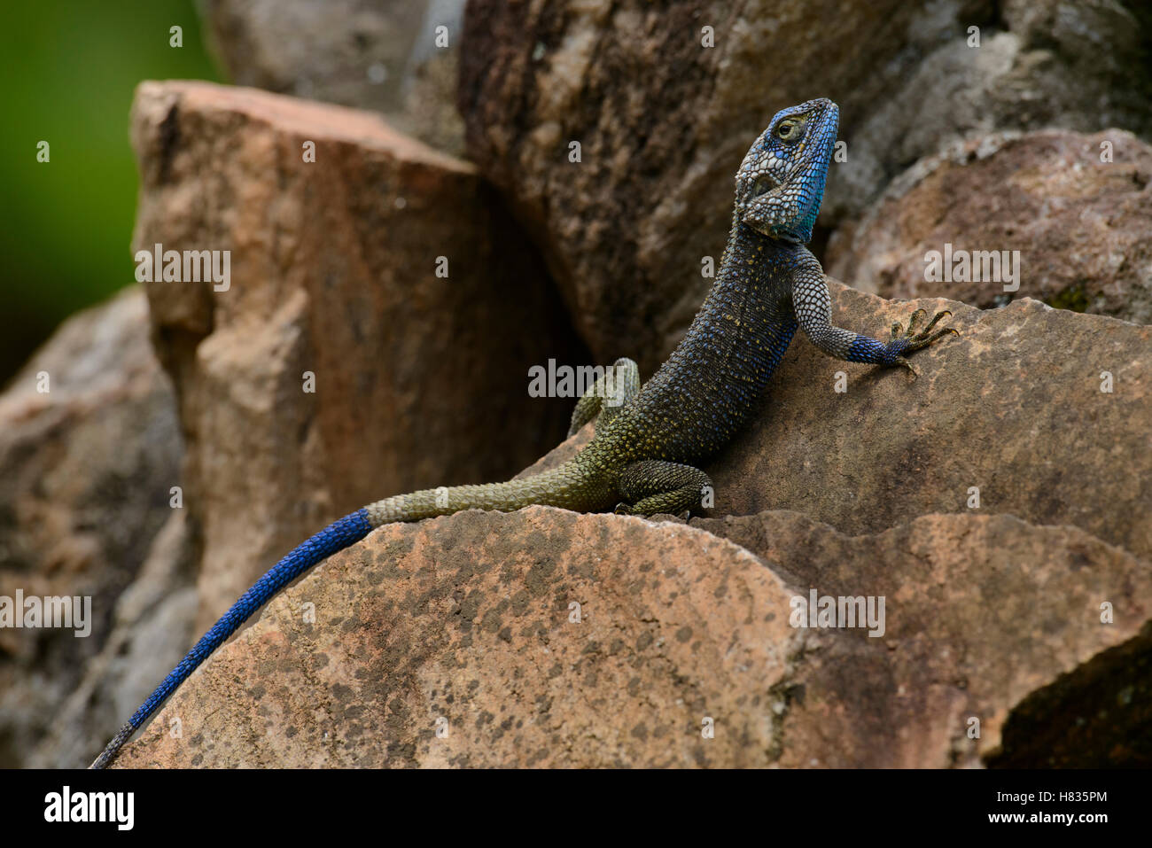 Agamid Lizard (Acanthocercus sp), Kibale National Reserve, Uganda Stock ...