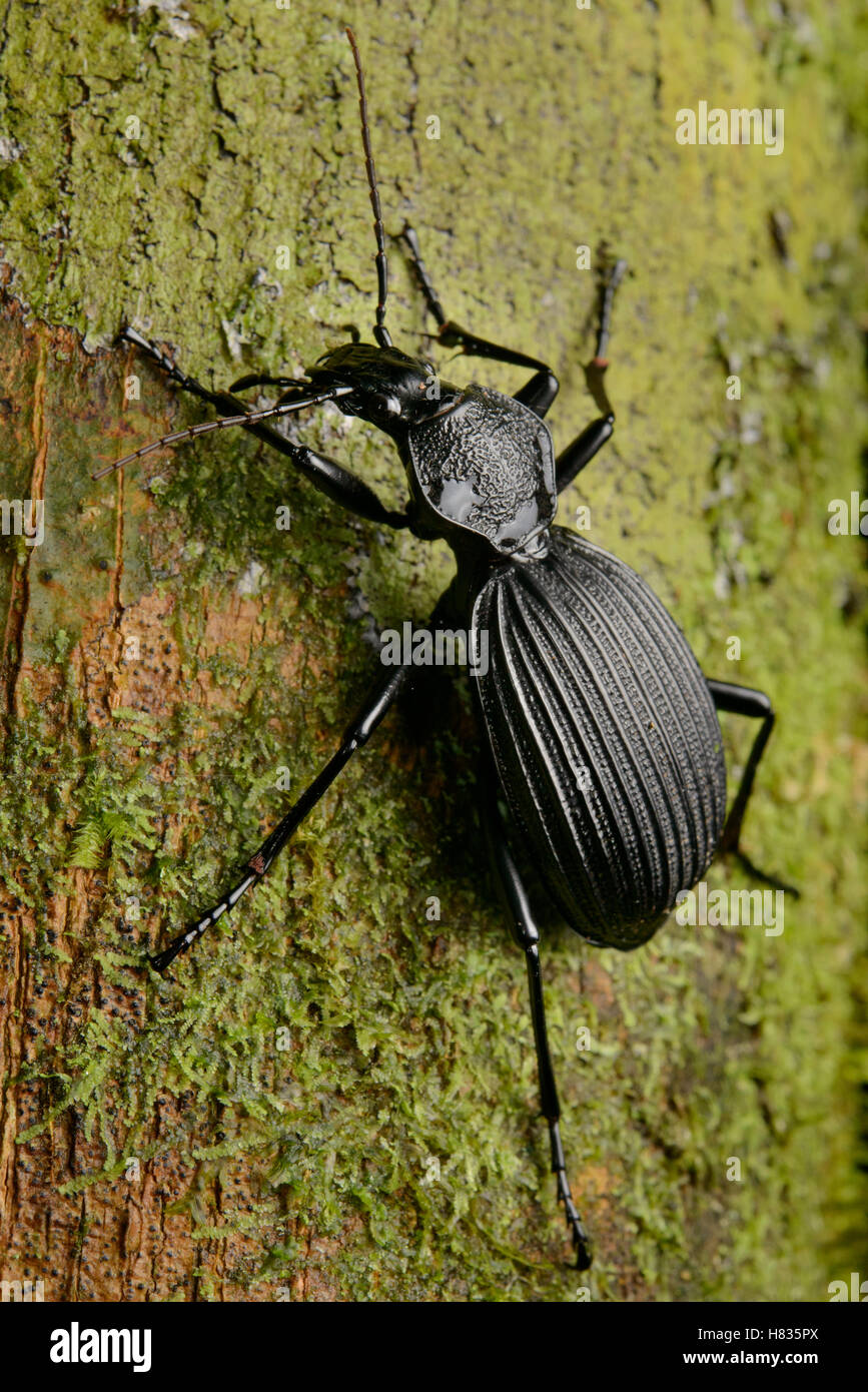 Ground Beetle (Carabidae), Kibale National Reserve, Uganda Stock Photo ...