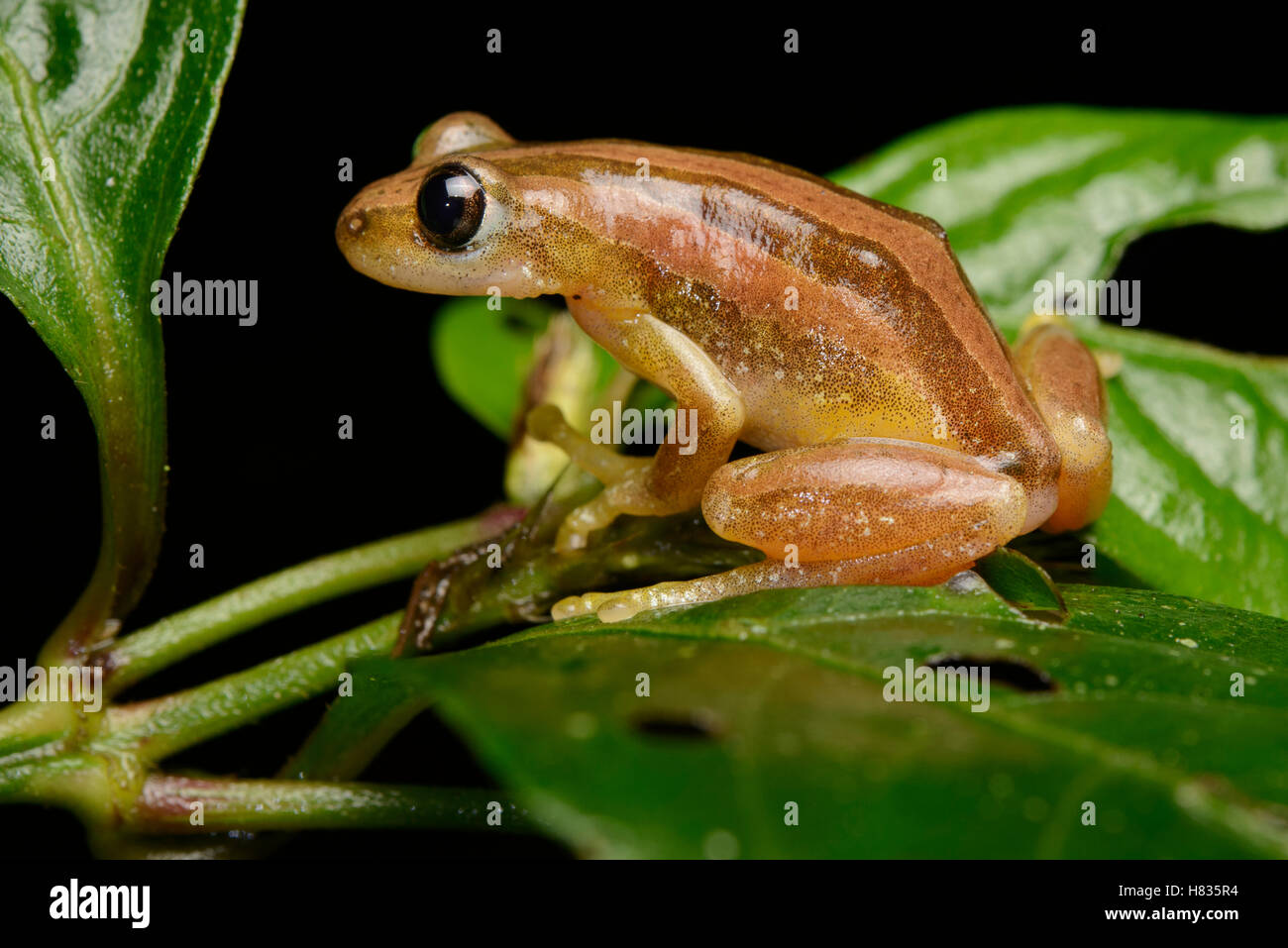 Reed Frog (Hyperoliidae), Kibale National Reserve, Uganda Stock Photo ...
