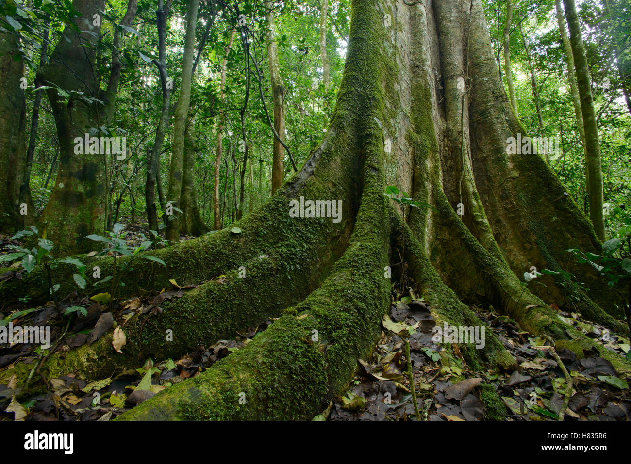 Fig (Ficus sp) buttress roots, Kibale National Reserve, Uganda Stock ...