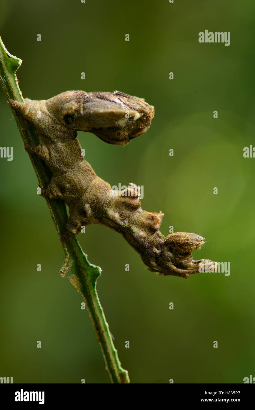 Prominent Moth (Stauropus sp) caterpillar mimicking ant, Kibale ...