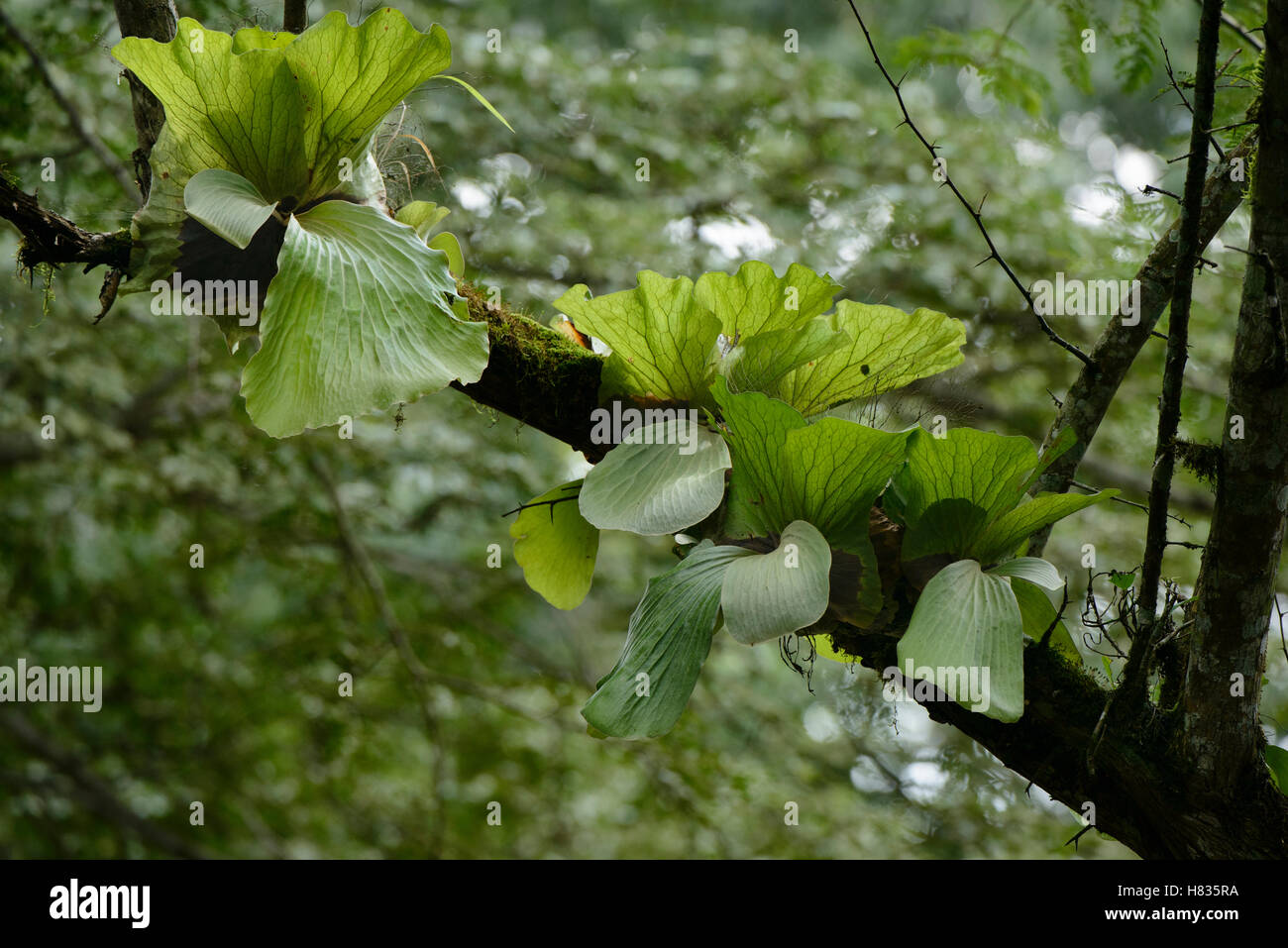 Staghorn Fern (Platycerium elephantotis) epiphytes, Kibale National ...