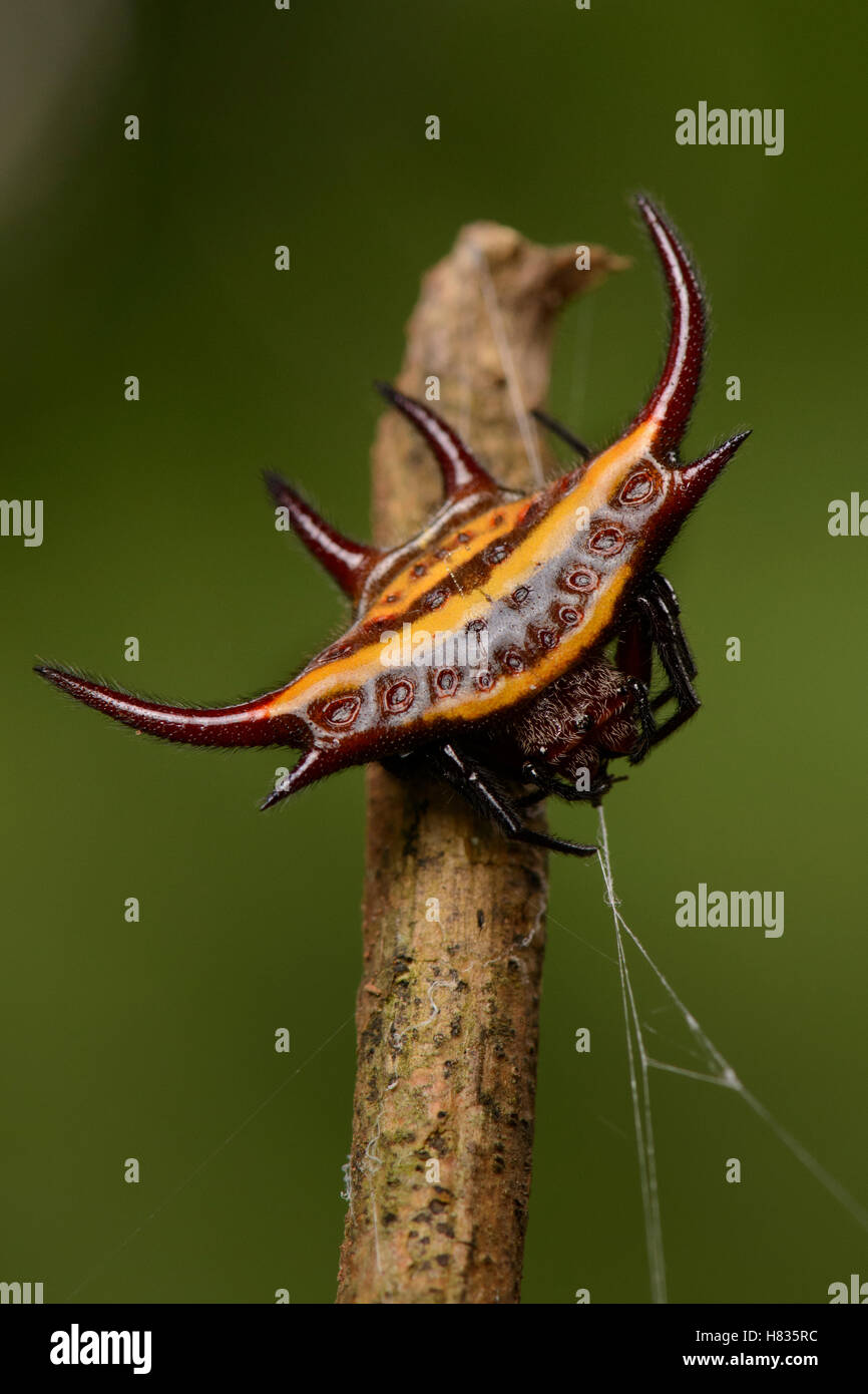 Spiny Spider (Gasteracantha falcicornis) spinning web, Kibale National ...
