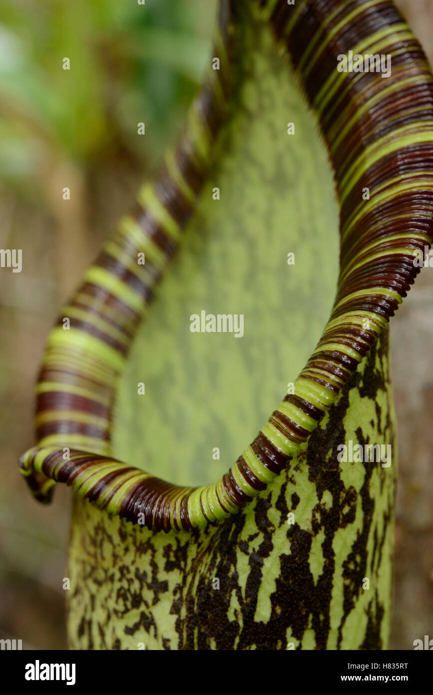 Pitcher Plant (Nepenthes hemsleyana) pitcher rim, Brunei Stock Photo ...