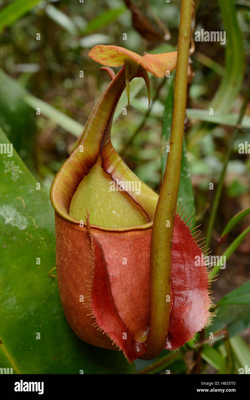 Pitcher Plant (Nepenthes bicalcarata) lower pitcher, Brunei Stock Photo ...