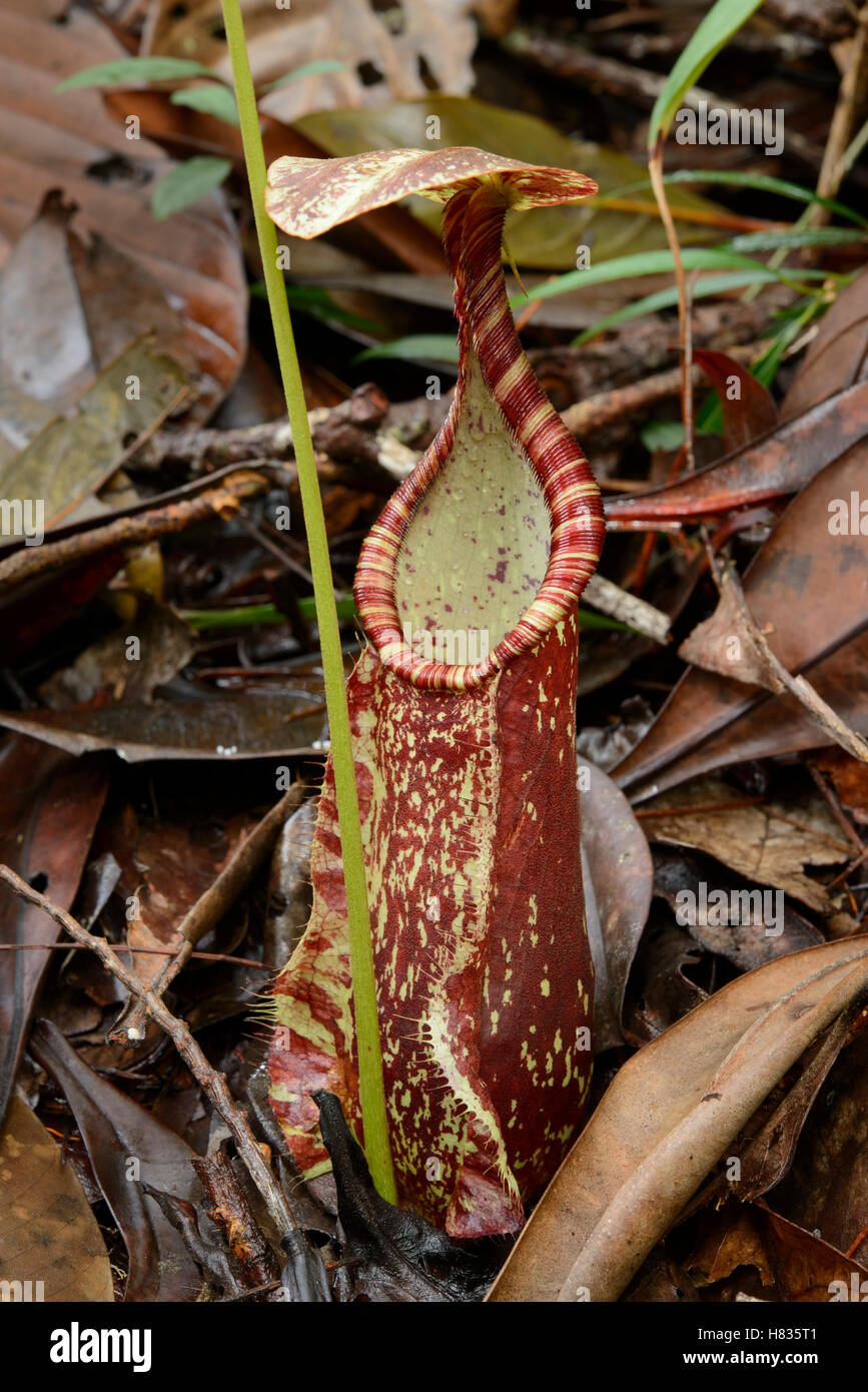 Pitcher Plant (Nepenthes hemsleyana) lower pitcher, Brunei Stock Photo ...