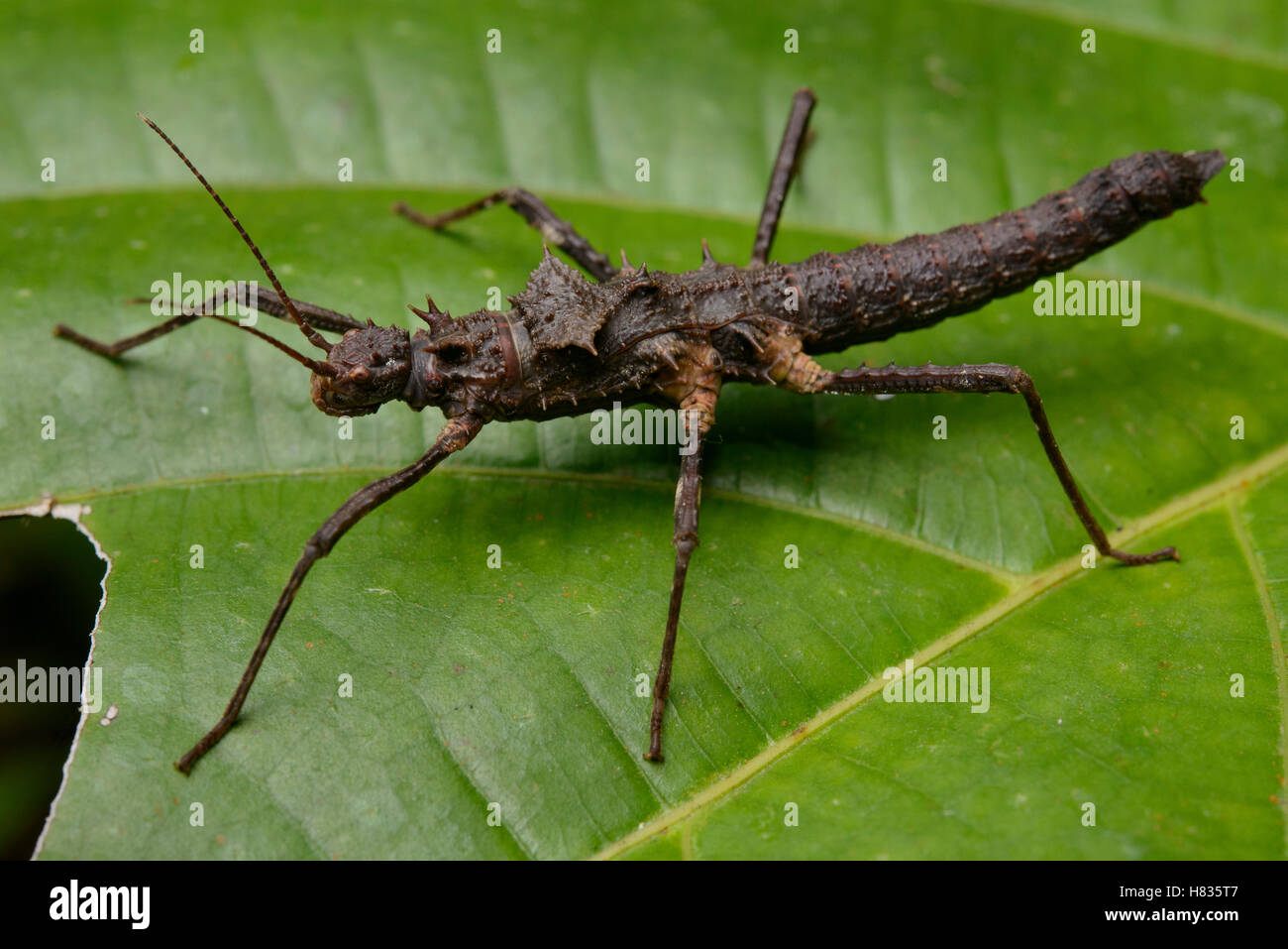 Stick Insect (Hoploclonia gecko) female, Kuching, Borneo, Malaysia ...