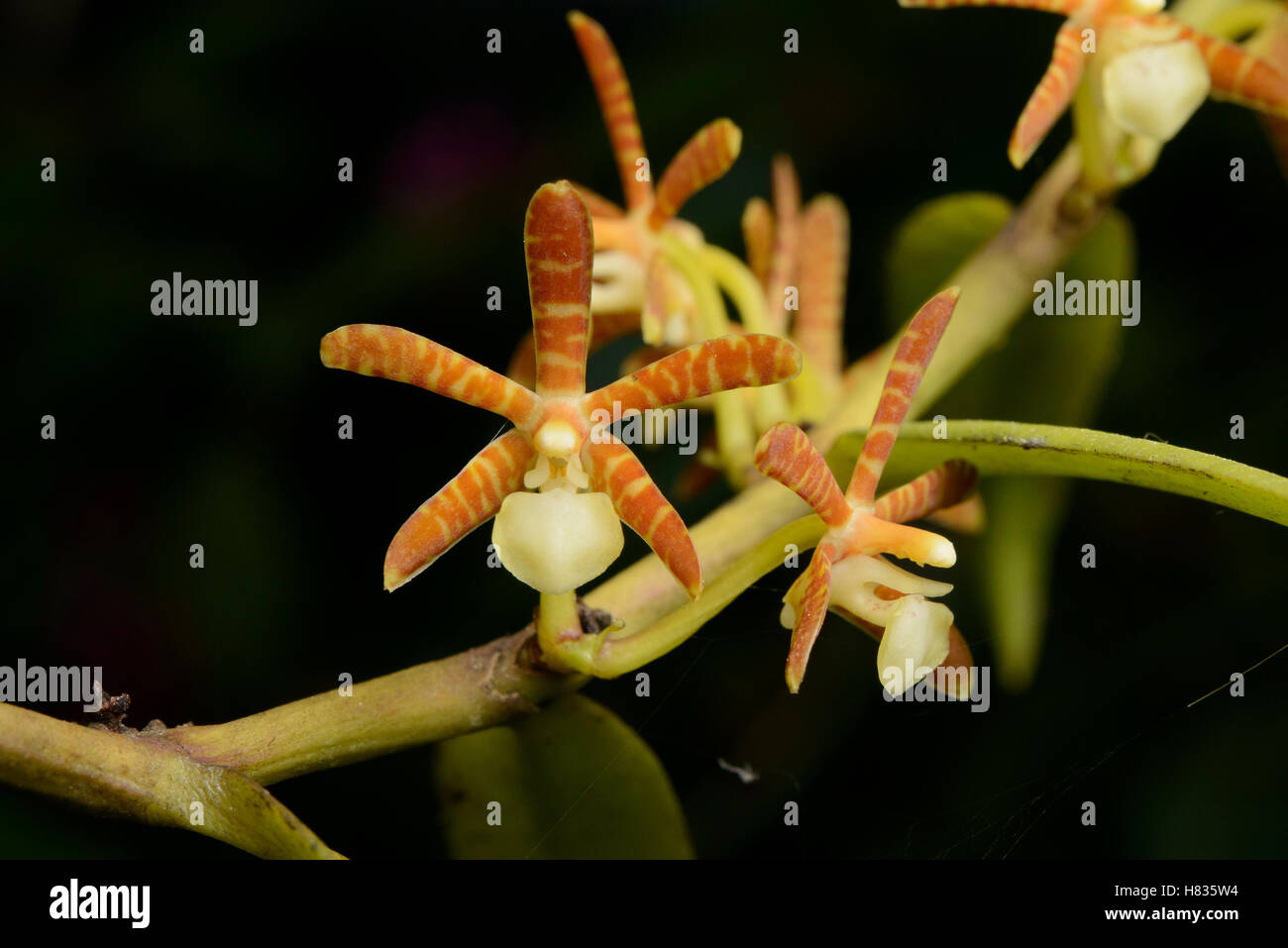 Orchid (Trichoglottis kinabaluensis) flowers, Mount Kinabalu National ...