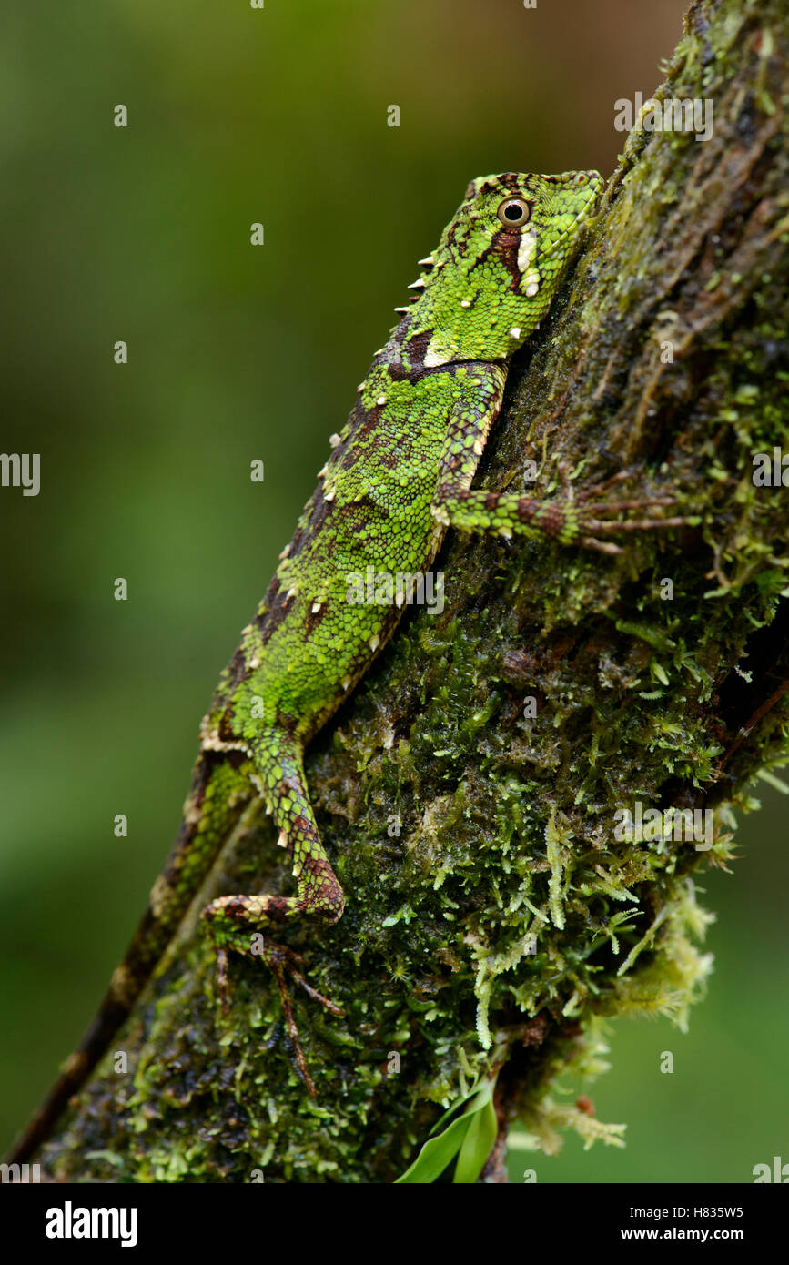 Sabah Eyebrow Lizard (Phoxophrys borneensis), Mount Kinabalu National ...
