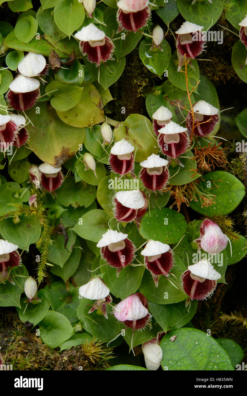 Helmet Orchid (Corybas carinatus) flowering in montane forest, Gunung ...