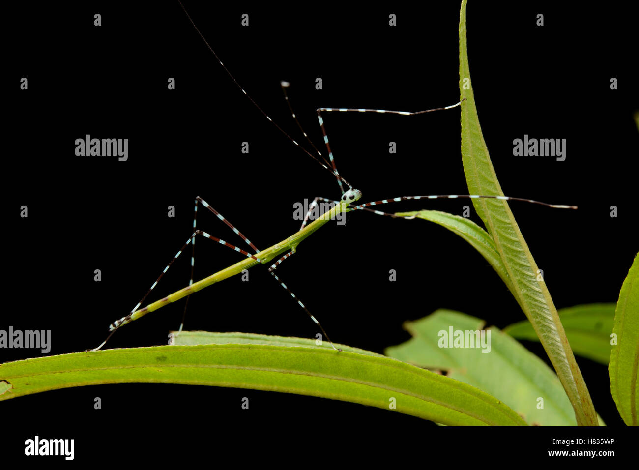 Stick Insect (Orthonecroscia sp) juvenile at night, Gunung Penrissen ...