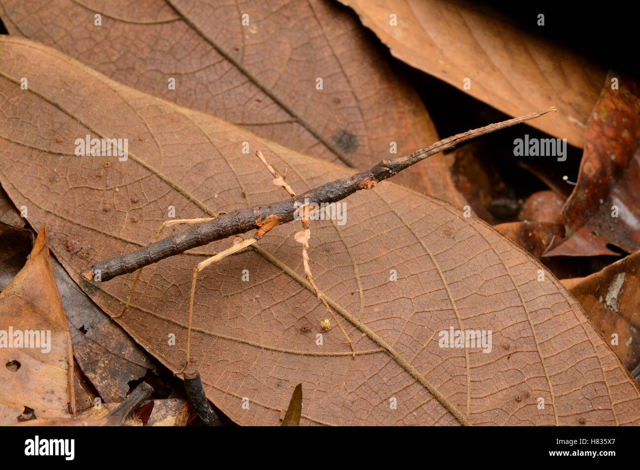 Stick Insect (Lonchodes sp) camouflaged in leaf litter, Gunung ...