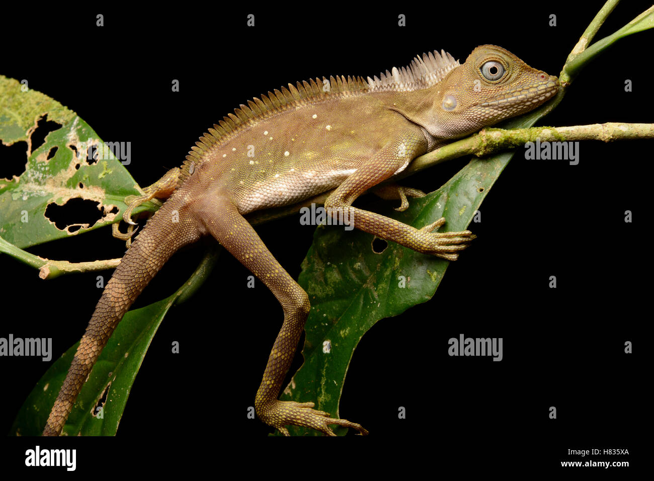 Borneo Anglehead Lizard (Gonocephalus bornensis) at night, Gunung ...