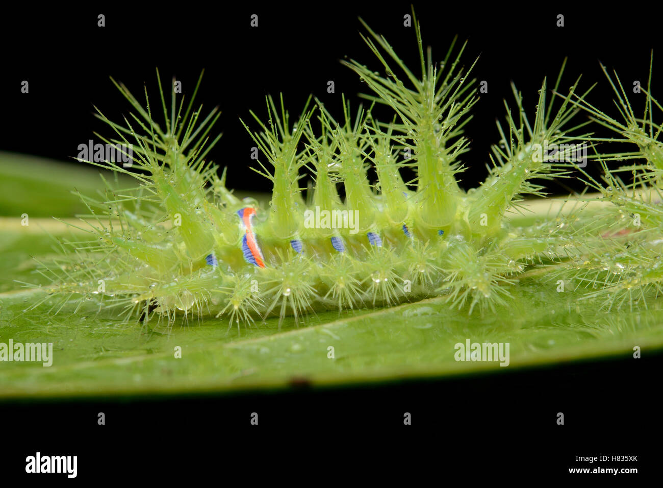 Cup Moth (Limacodidae) caterpillar with stinging bristles, Gunung Mulu ...