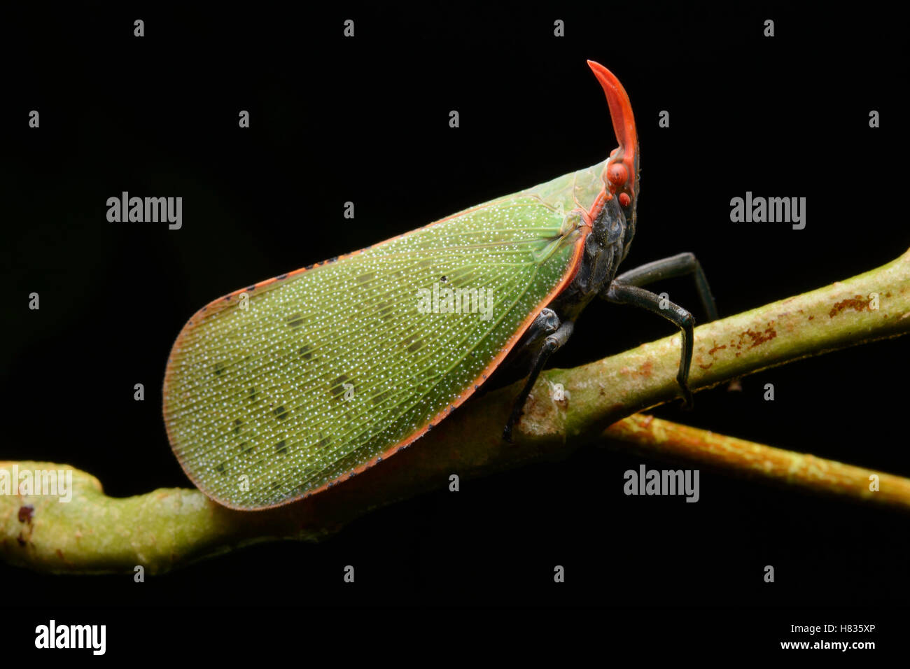 Fulgorid Planthopper (Fulgoridae) at night, Gunung Mulu National Park ...