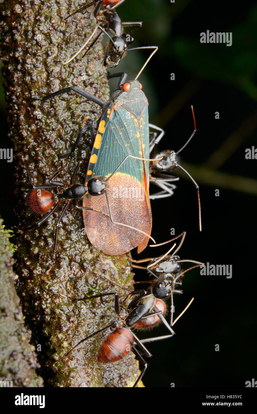 Giant Forest Ant (Camponotus gigas) tending to Fulgorid Planthopper ...