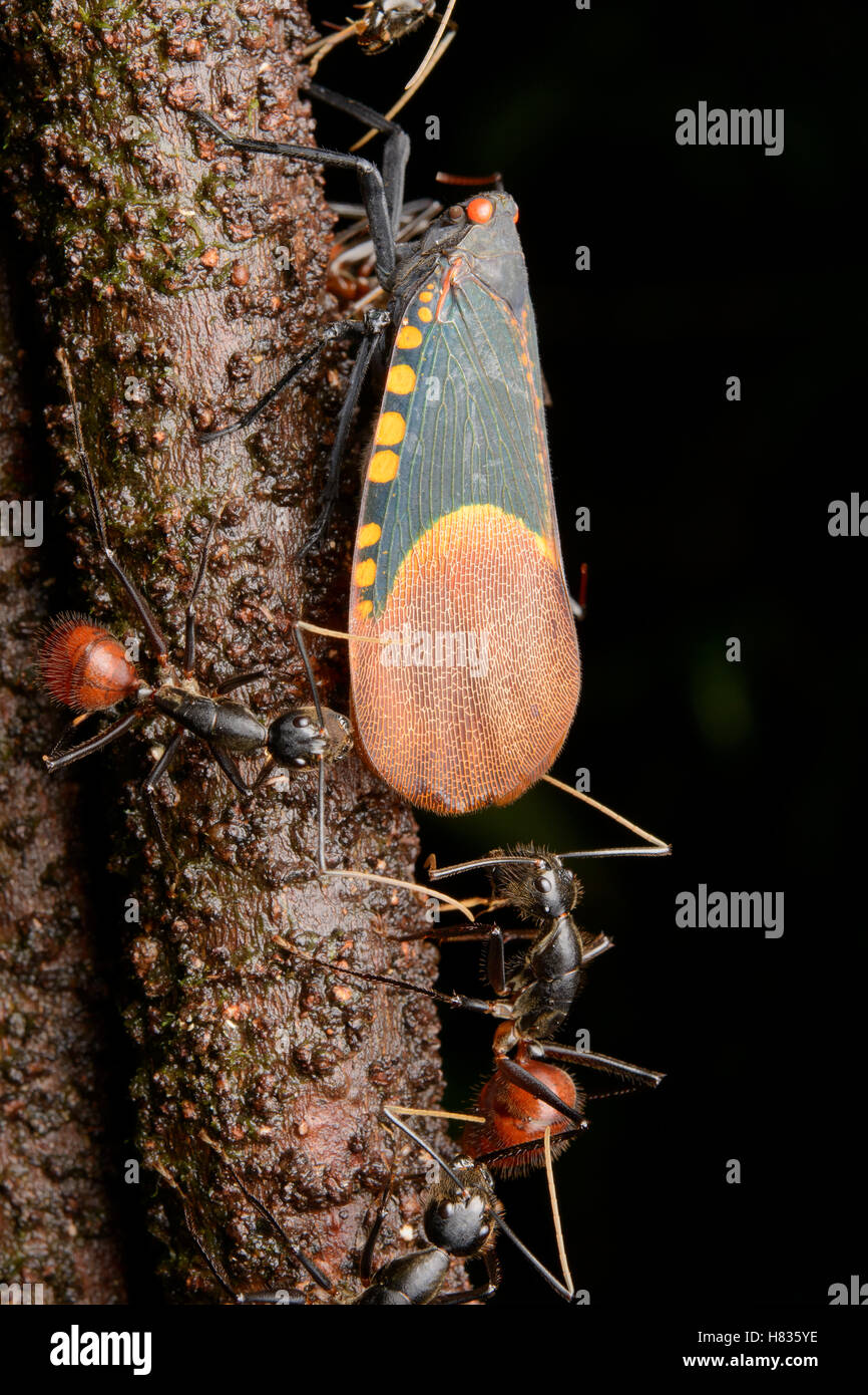 Giant Forest Ant (Camponotus gigas) tending to Fulgorid Planthopper ...