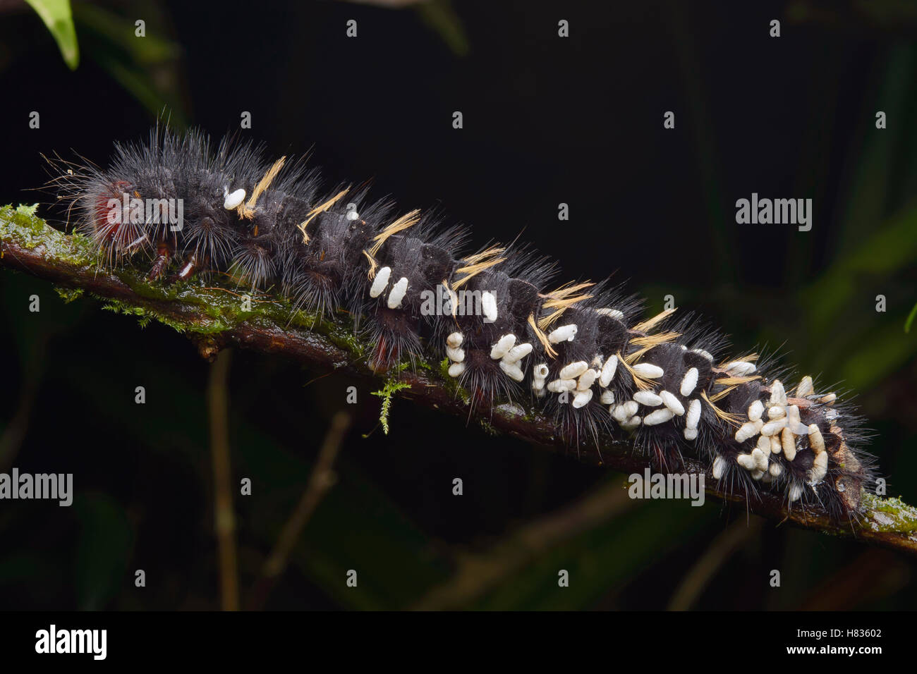 Tent Caterpillar Moth (Lasiocampidae) caterpillar covered with empty ...
