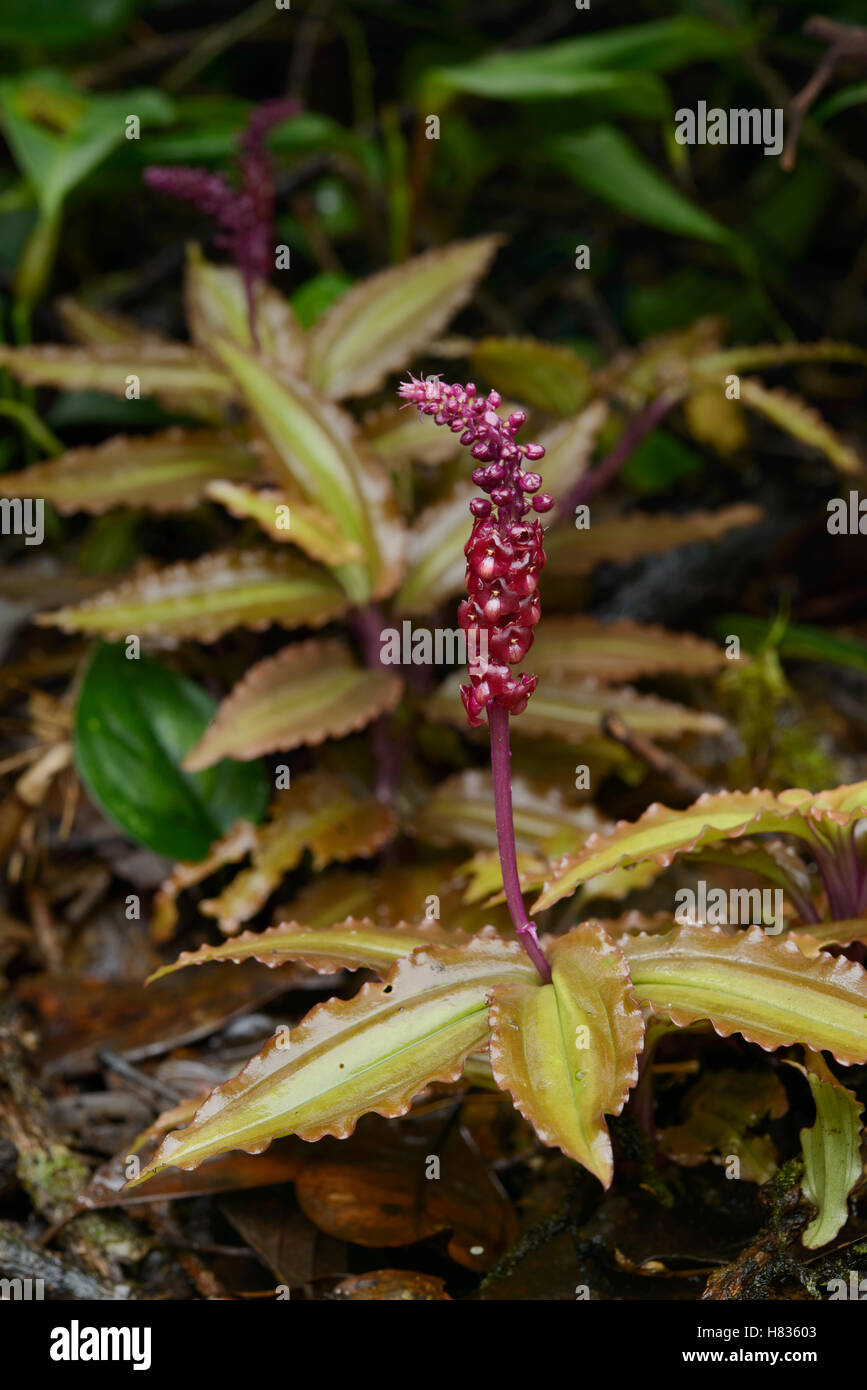 Orchid (Crepidium sp) flowering, Mount Kinabalu National Park, Borneo ...