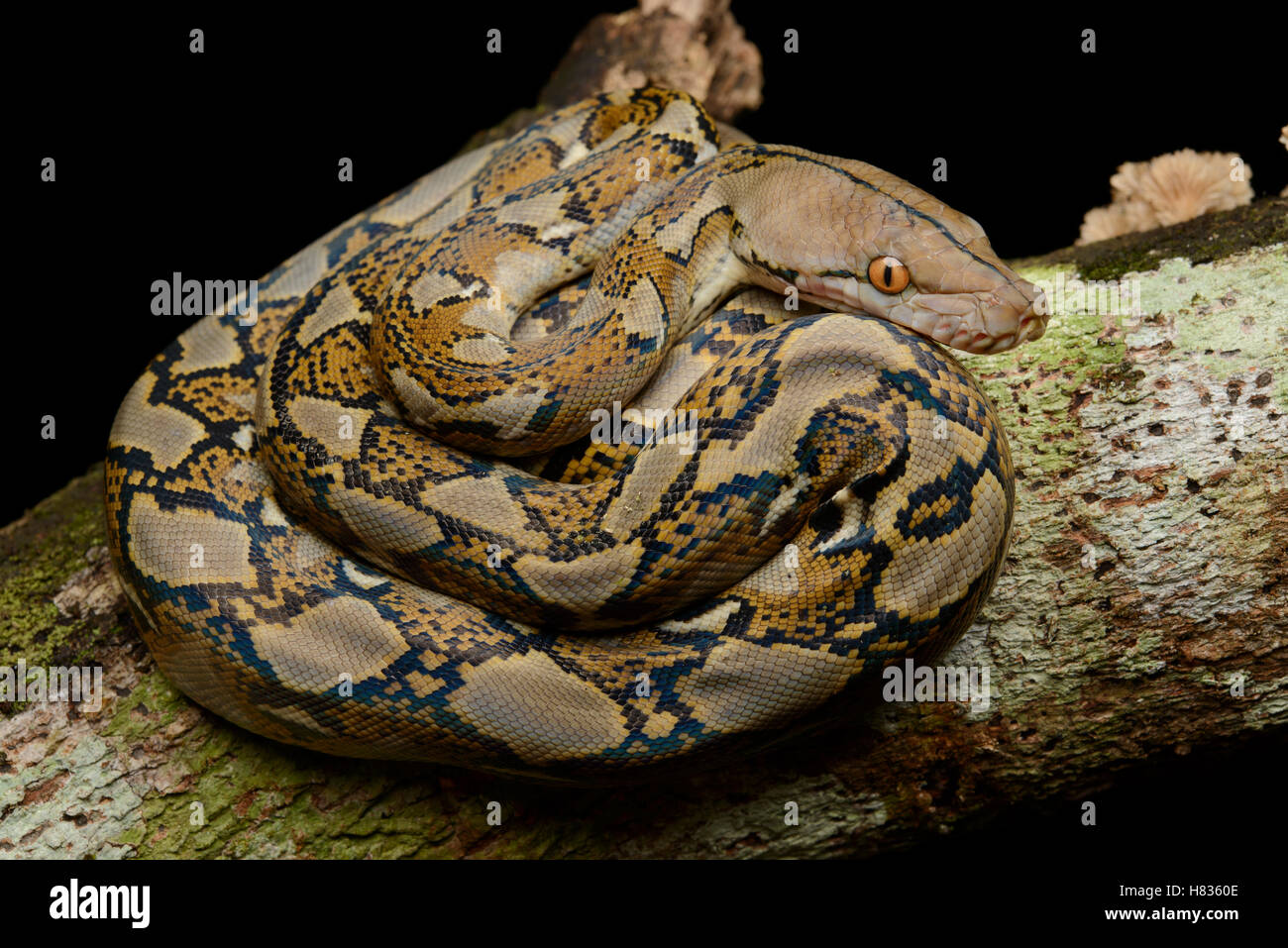 Reticulated Python (Python reticulatus) juvenile, Sepilok Forest ...