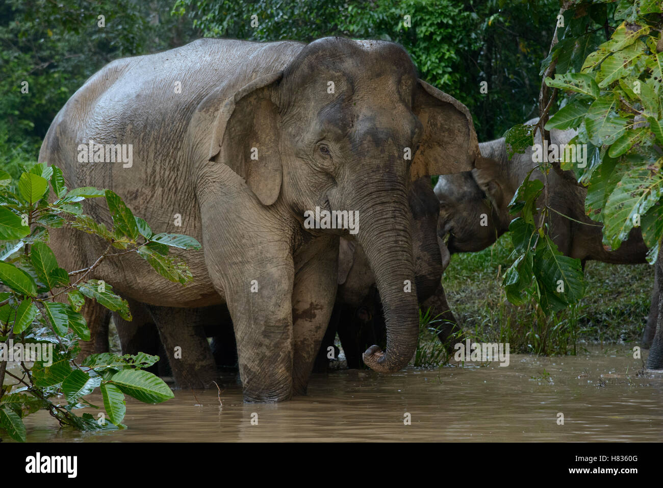 Borneo Pygmy Elephant (Elephas maximus borneensis) trio in water ...