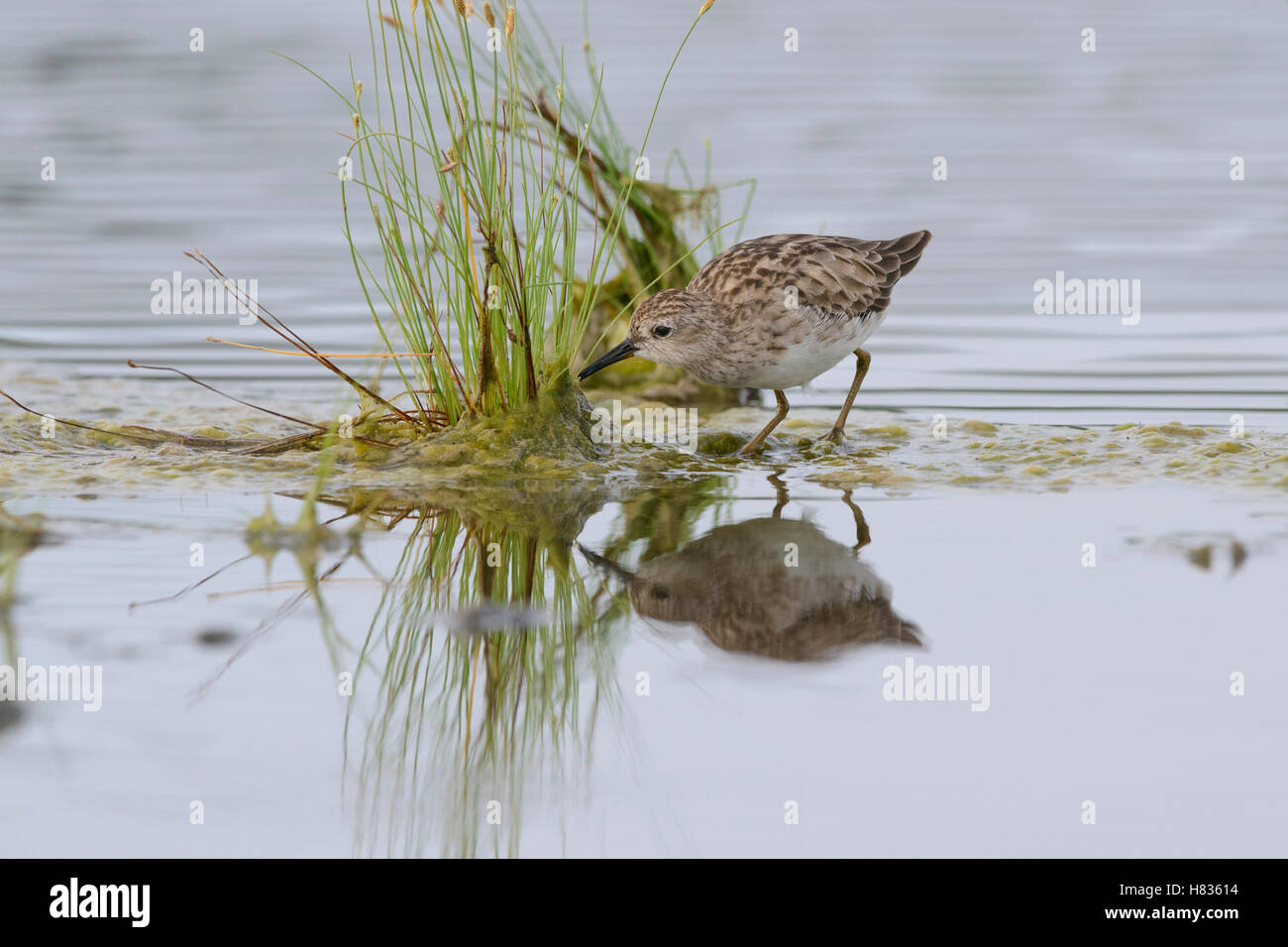 Long-toed Stint (Calidris subminuta) foraging, Kuching, Borneo ...