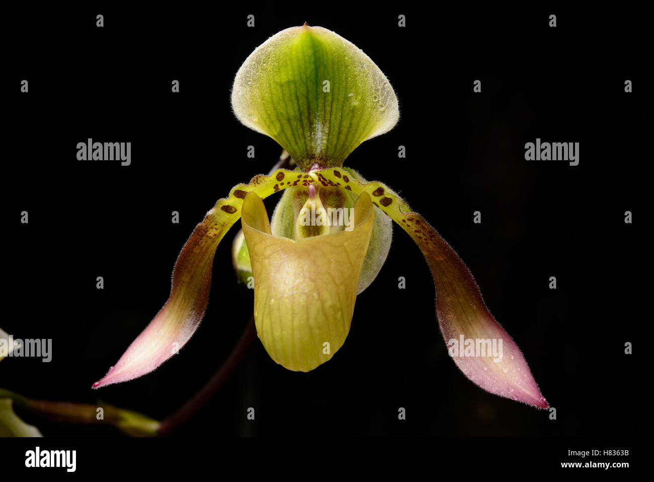 Low's Slipper Orchid (Paphiopedilum lowii) flower, Gunung Tumpu, Borneo ...