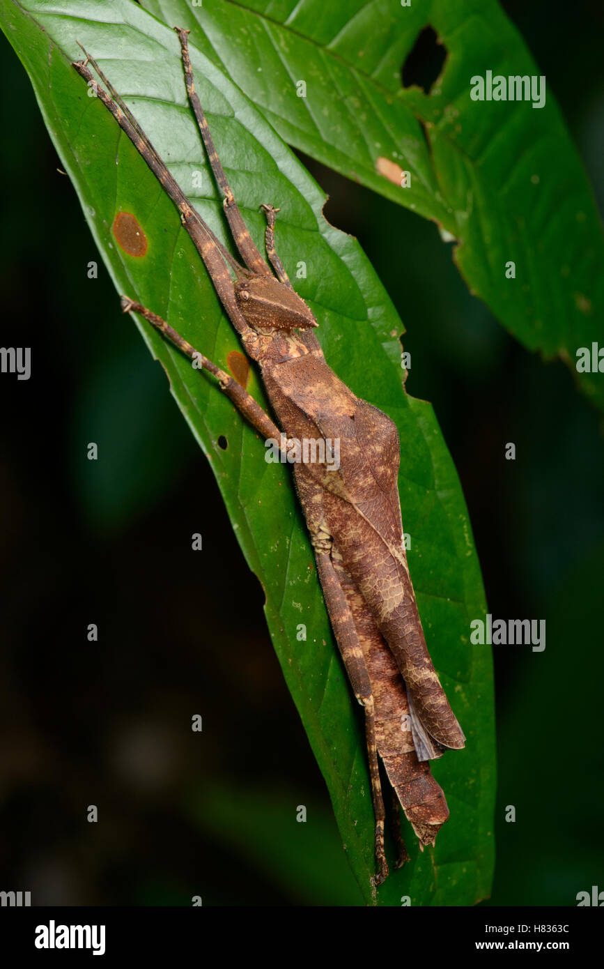 Stick Insect (Loxopsis sp), Lambir Hills National Park, Borneo ...