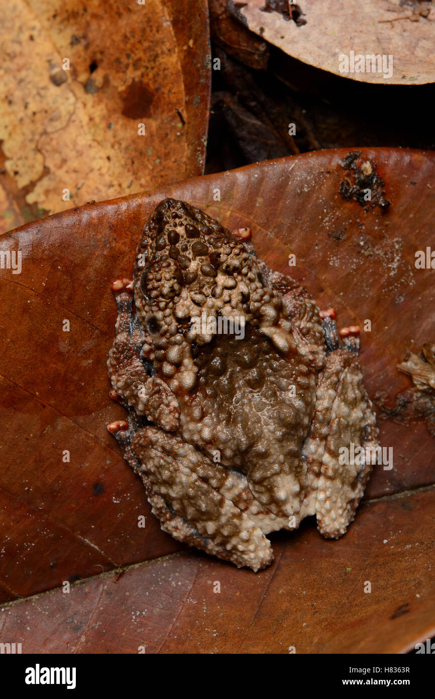 Rough Tree Frog (Theloderma horridum), first photographic record of ...