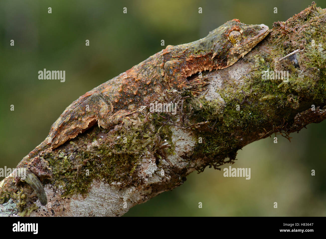 Sabah Flying Gecko (Ptychozoon rhacophorus) camouflaged on branch ...