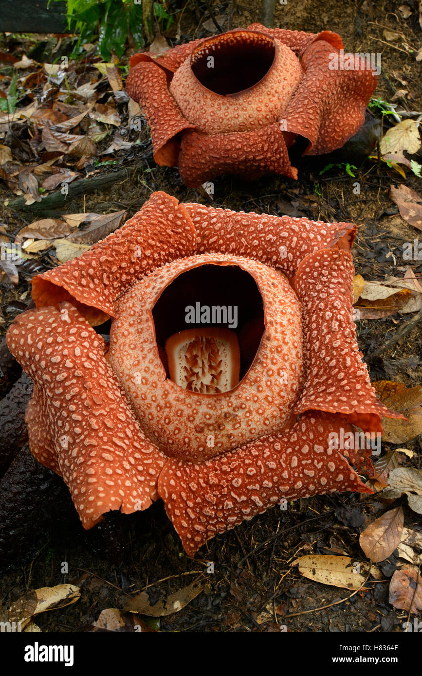 Rafflesia (Rafflesia keithii) pair flowering, largest flower in the ...