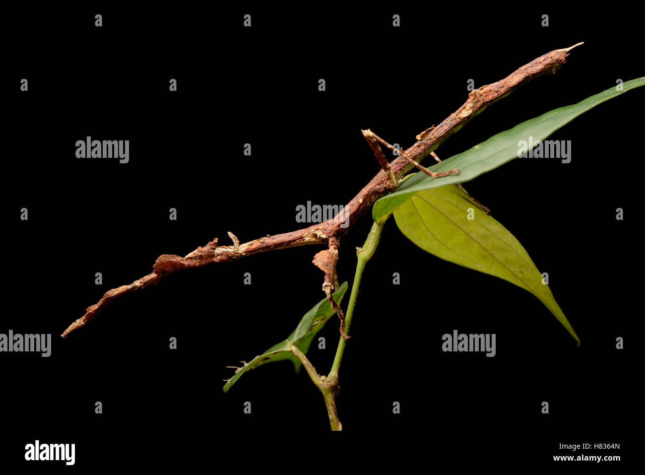 Stick Insect, Gunung Tambuyukon, Mount Kinabalu National Park, Borneo ...