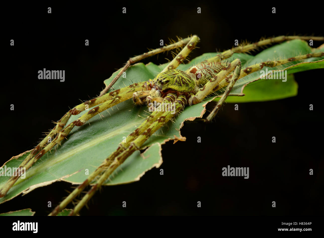 Malaysian Green Huntsman (Heteropoda boiei) male, Gunung Tambuyukon ...