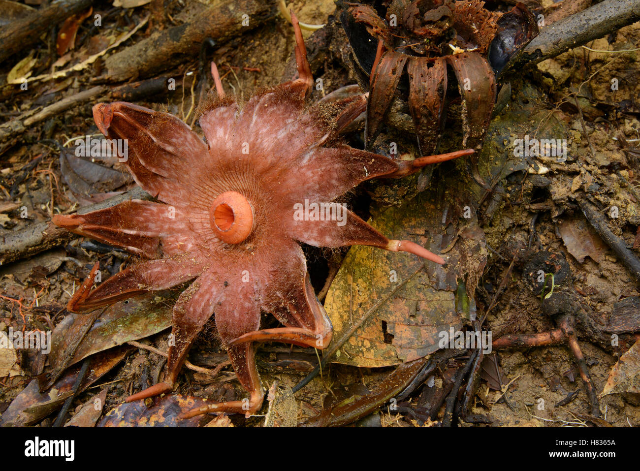 Rhizanthes (Rhizanthes lowii) flower mimics the smell of a rotting ...