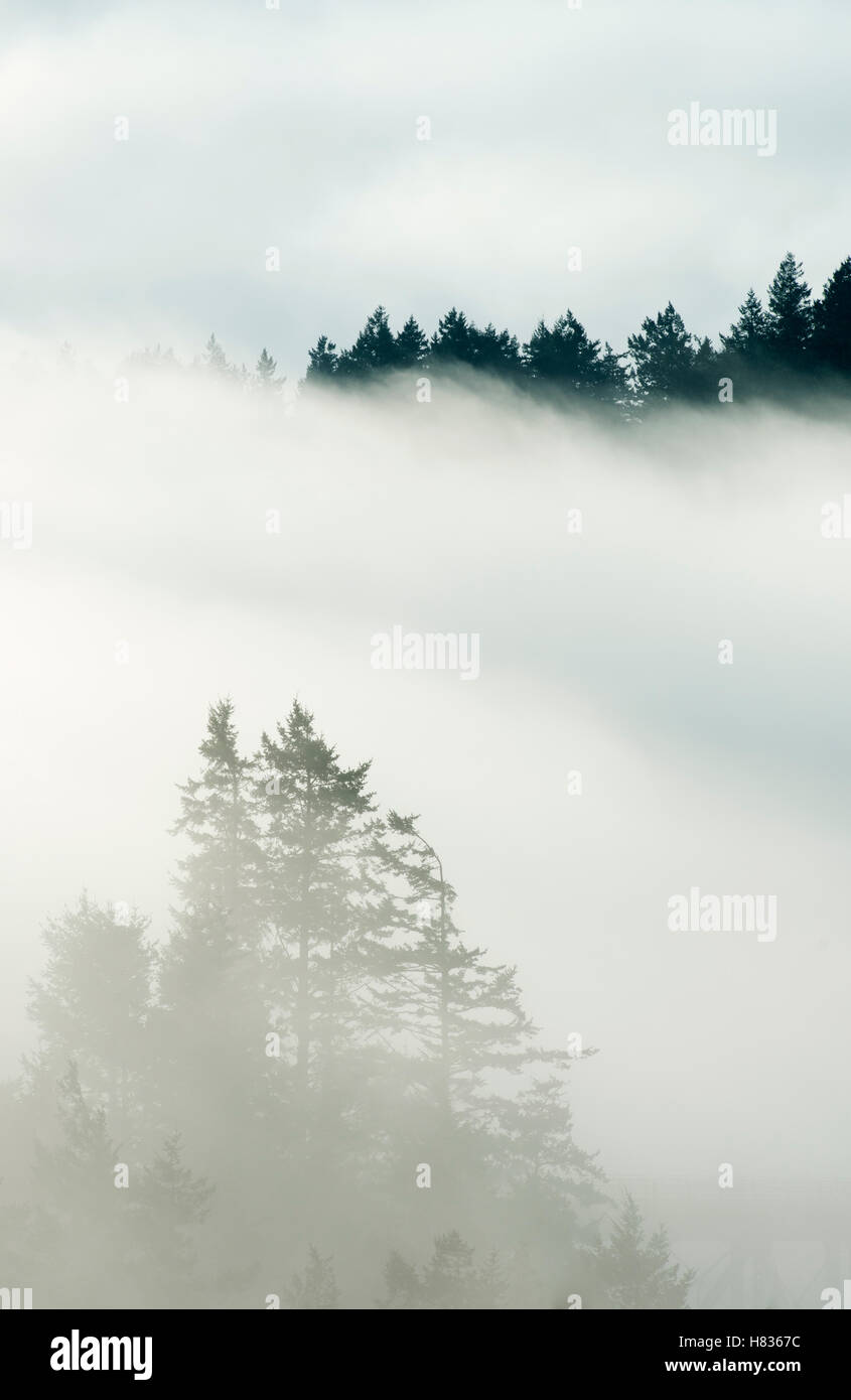 Coniferous forest in fog, Deception Pass State Park, Washington Stock ...