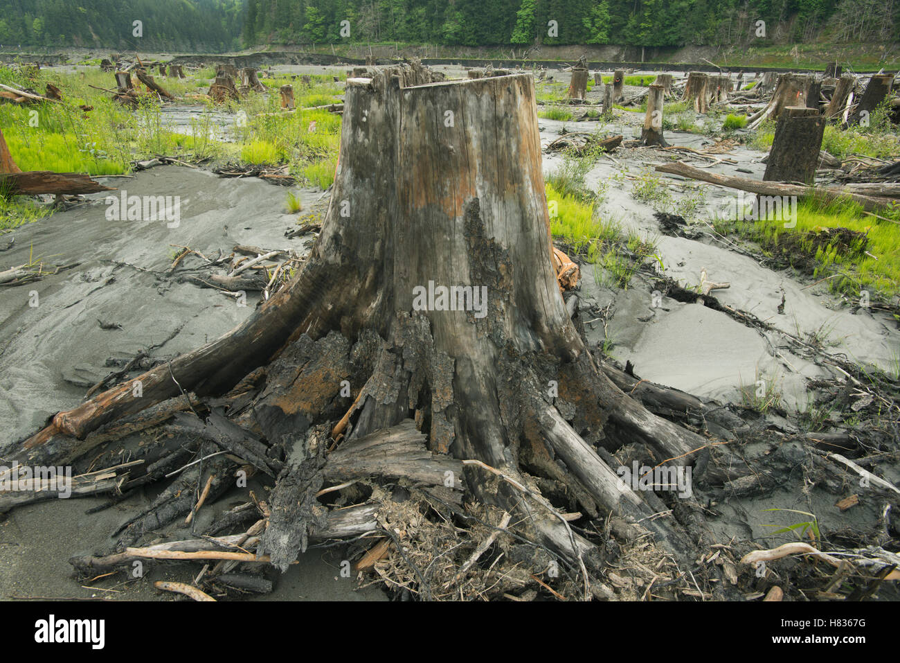 One hundred year old tree stumps in exposed riverbed, Elwha River ...