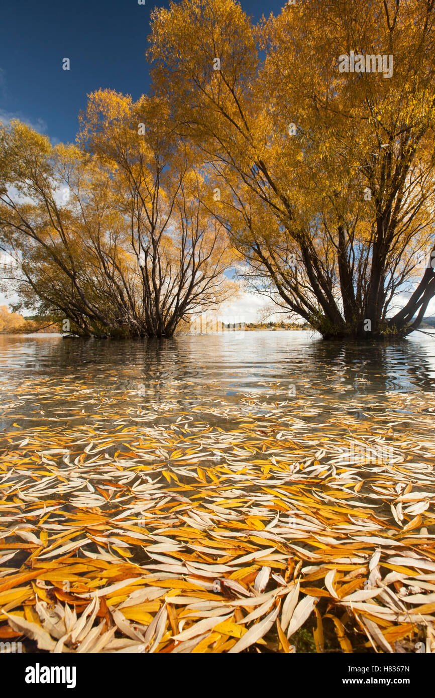 Willow (Salix sp) trees in autumn, Lake Tekapo, Mackenzie Country, New ...