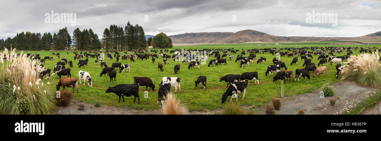Domestic Cattle (Bos taurus) dairy cows grazing near Twizel, Mackenzie ...