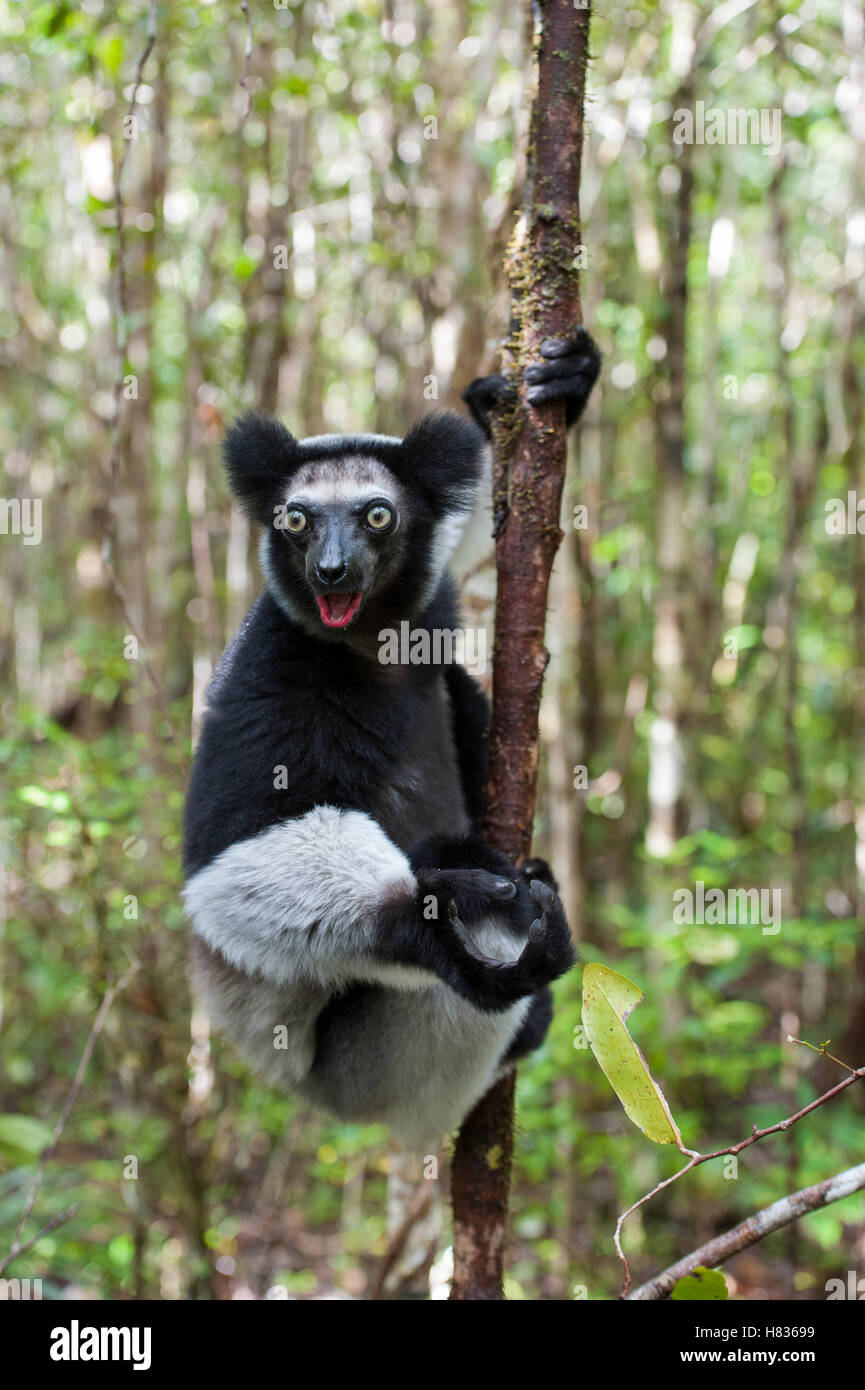 Indri (Indri indri) in tree calling, eastern Madagascar Stock Photo - Alamy