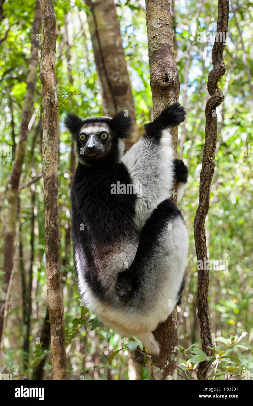 Indri (Indri indri) mother and five week old infant, eastern Madagascar ...