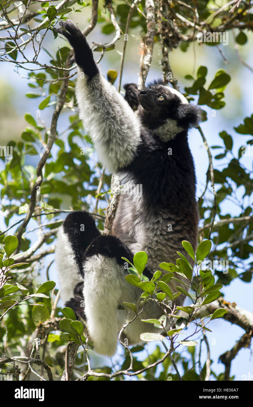 Indri (Indri indri) climbing tree, Andasibe Mantadia National Park ...